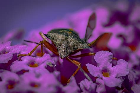 甲虫昆虫 昆虫 特写 Pixabay上的免费照片 Pixabay