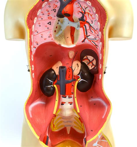 Eisco Labs 35 Dual Sex Premium Life Size Human Torso 24 Parts Highl — Hbarsci