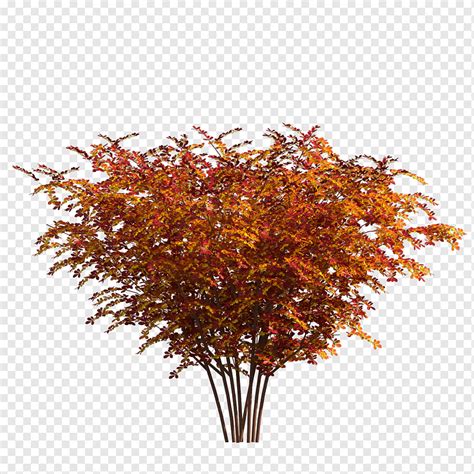 Trees Trees Plant Autumn Png PNGWing