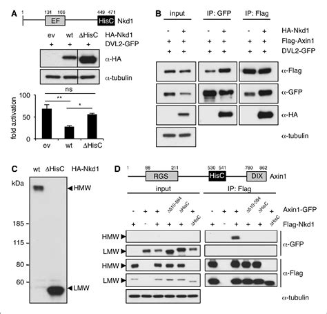 Figure 1 From Feedback Control Of Wnt Signaling Based On Ultrastable