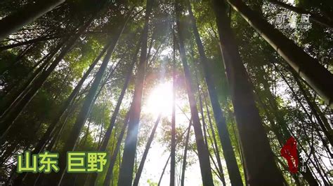 千城百县看中国山东巨野玉竹烙画 铁笔生花 凤凰网视频 凤凰网