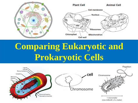 PDF Comparing Eukaryotic And Prokaryotic Cells Eukaryotes And