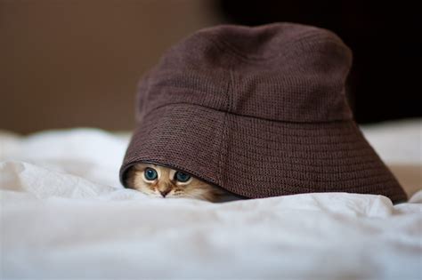 50 Cute Kittens You Need To See The Cutest Kitten Photos Ever