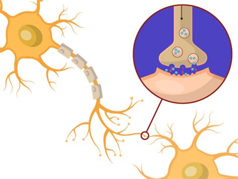 Communication Between Neurons Advanced Read Biology CK 12