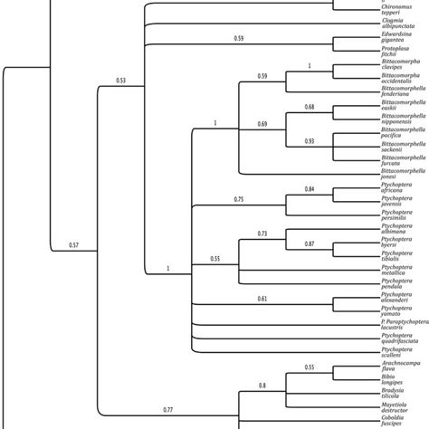 bayesian inference phylogeny based on morphological characters download scientific diagram