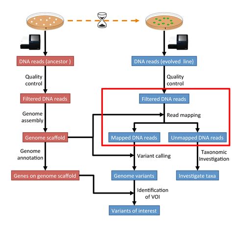 5 read mapping — genomics tutorial 2020 2 0 documentation