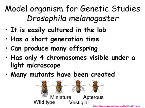 Ppt Fruit Fly Genetics Drosophila Melanogaster Powerpoint Free Download Nude Photo Gallery