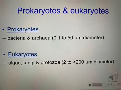 Prokaryotes Eukaryotes And Classification Flashcards Quizlet