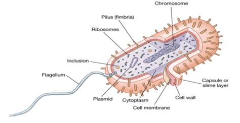Structure Function Reproduction Classification Of Microorganisms