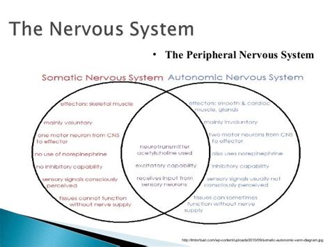 Difference Between Central Nervous System And Peripheral Nervous System