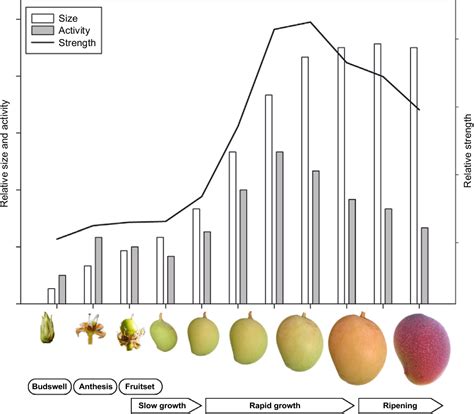 Figure 3 From The Roles Of Non Structural Carbohydrates In Fruiting A