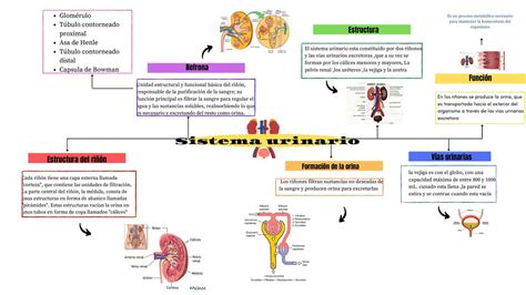Sistema Urinario Alejandra Martínez uDocz