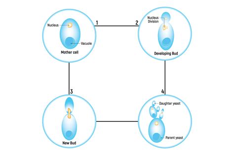 Budding Yeast Asexual Reproduction Graphic By Hamjaiu · Creative Fabrica