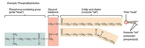 Chemical Structure Of Lipids Overview Types Expii