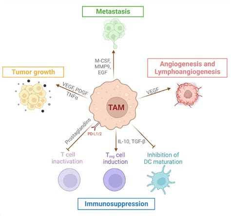 Protumor Roles Of Tumor Associated Macrophages TAMs TAMs Secrete