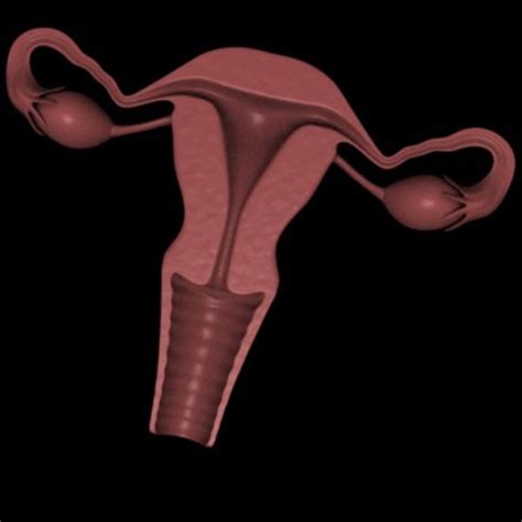 Blender Vagina Models Turbosquid