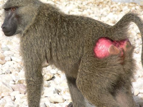 Erotic Monkey El Paso Telegraph