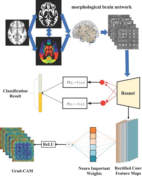 frontiers multisite autism spectrum disorder classification using convolutional neural network