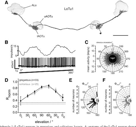 figure 2 from receptive field properties and intensity response functions of polarization
