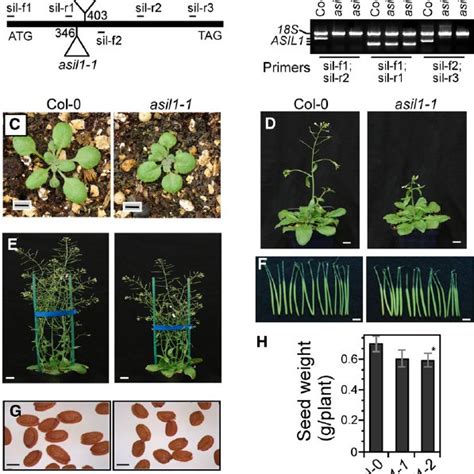 The Major Ga Biosynthesis Pathway In Arabidopsis And Expression Of Four