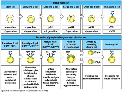Course1 Winona Edu Kbates Immunology Images Figure 06 25