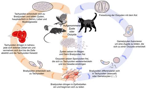 Toxoplasmose