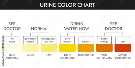 Urine Color Chart Pee Hydration And Dehydration Test Strip Vector