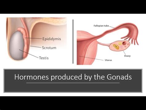 Gonads Ovaries And Testes