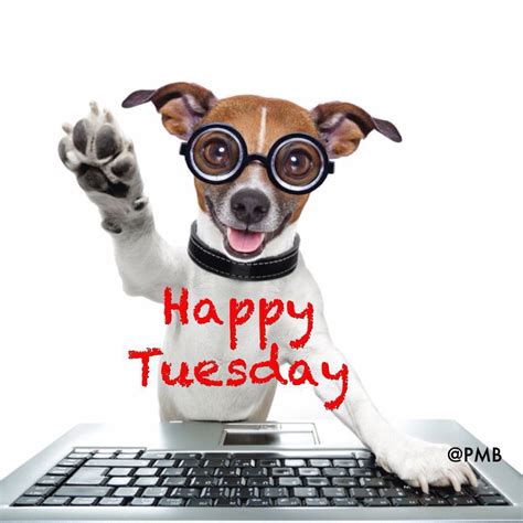 Funny Tuesday Good Morning Motivational Quotes