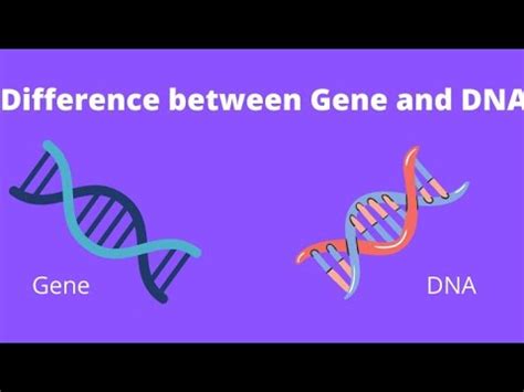 Difference Between Gene And DNA YouTube
