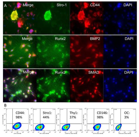 Proteomic Profiling Of Osteocel Plus Cells Cultured For 7 Days In MSC