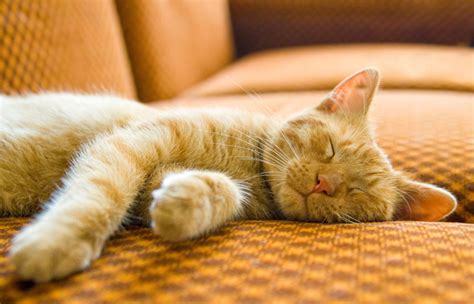 猫在睡觉萌睡姿图片 睡觉的猫咪图片超级萌 猫睡觉图片 大山谷图库