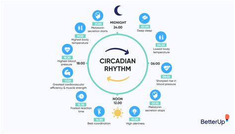 circadian rhythms what it is and ways to balance it