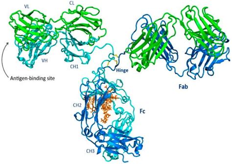 PDF antibodies definition forensics PDF Télécharger Download