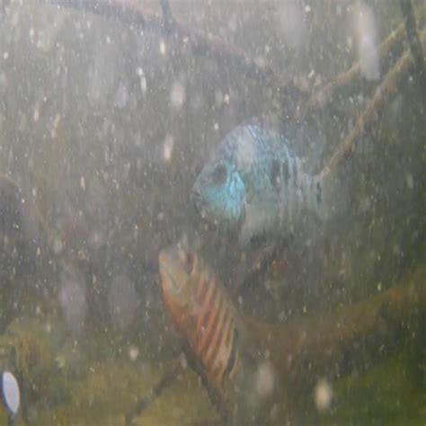 Fish Object Detection Dataset By Fish