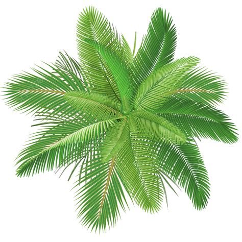 Palm Tree Top View For 3d Render Free Transparent Vector Palm Tree Top
