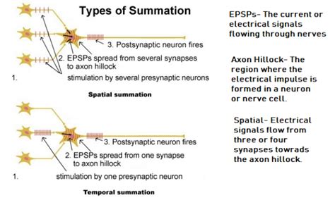 temporal vs spatial summation a brief overview