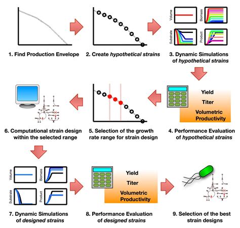 dynamic strain scanning optimization an efficient strain design strategy for balanced yield