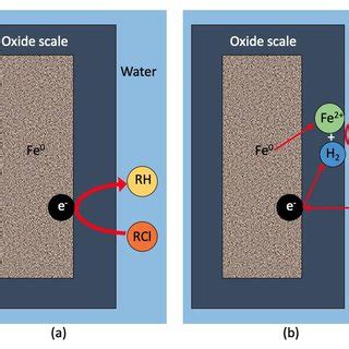 Schematic Representation Of Possible Mechanisms Of Contaminant RCl