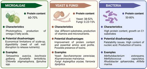 Single Cell Protein Scp Microbes Production Uses