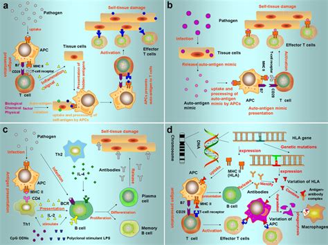 Pathogenesis Of Autoimmune Diseases A Autoantigen Variation The