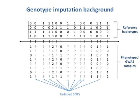 ppt genotype imputation background powerpoint presentation free download id 2380277