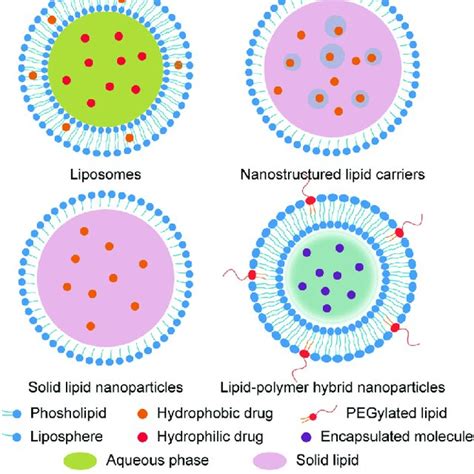 Schematic Representation Of Four Different Types Of Lipid Based
