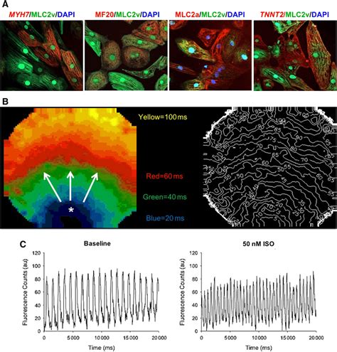 Generation Of Beating Cardiomyocytes From Pluripotent Cells Derived