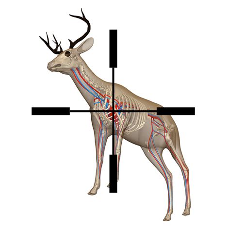 Where To Shoot A Deer Shot Placement Diagrams Where To Aim Air