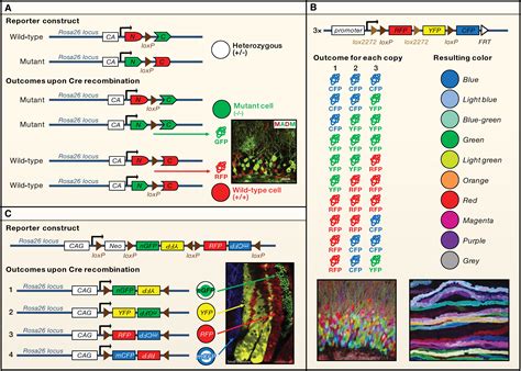 lineage tracing cell
