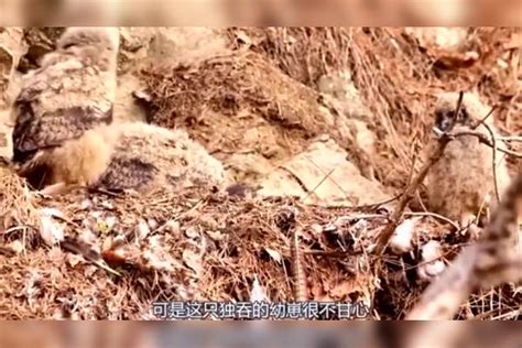 猫头鹰妈妈为什么让幼崽们抢食呢为了生存还是食欲缺乏 食欲 妈妈 猫头鹰