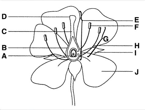 Biology Labeling A Plant Diagram Quizlet