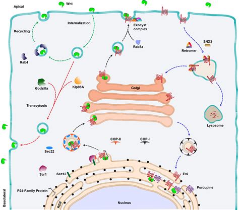 Frontiers The Emerging Mechanisms Of Wnt Secretion And Signaling In