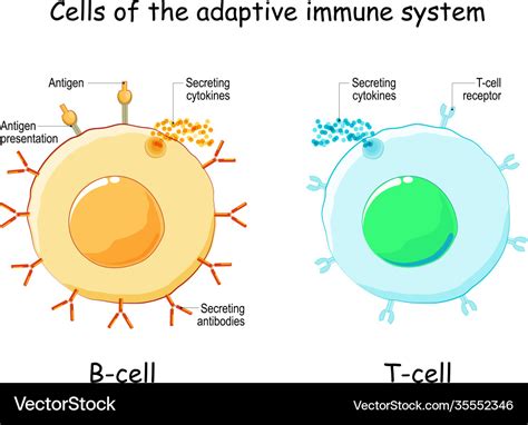 B Cell And T Cell Adaptive Immune System Vector Image